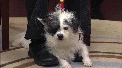 Pets of the Month: Jack and Colonel Potter | 69News at Sunrise | wfmz.com