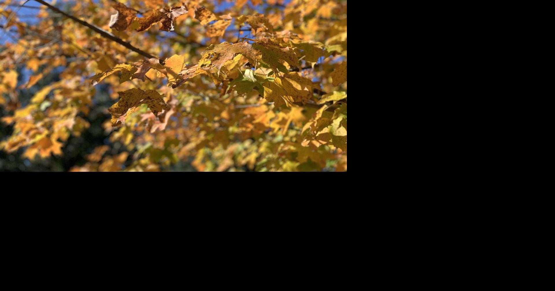 Berks' top fall foliage spots offer 'spectacular view' | Berks Regional ...