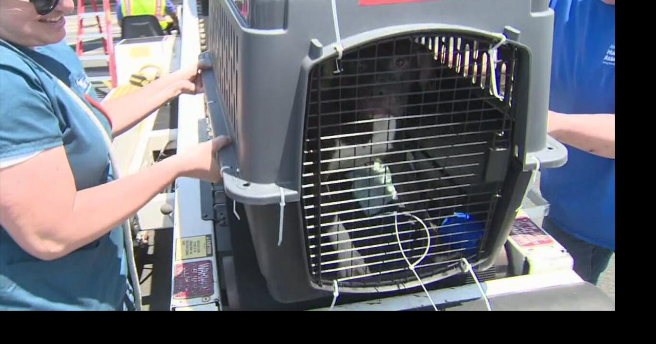 Hundreds of animals rescued from Texas | Good News | wfmz.com