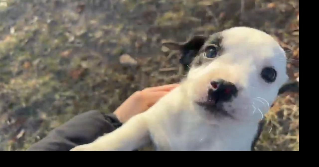 Furry Friends: Patrick and Pocket | Furry Friends | wfmz.com