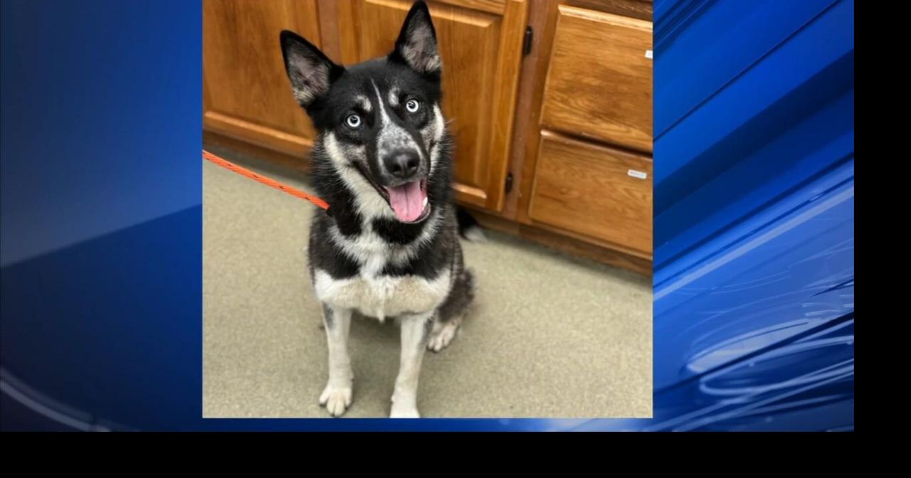 Furry Friends: Calista & McDonald's | Community | wfmz.com