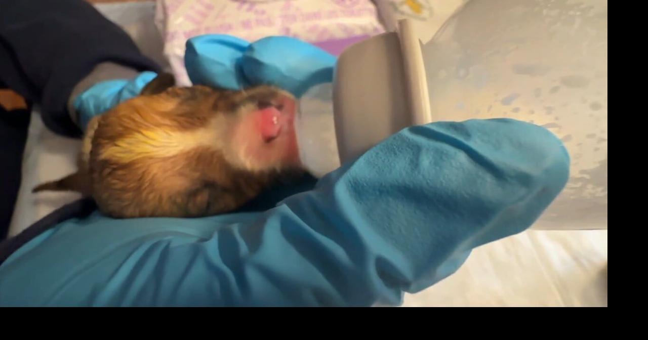 Seven newborn puppies in recovery after being abandoned outside ...