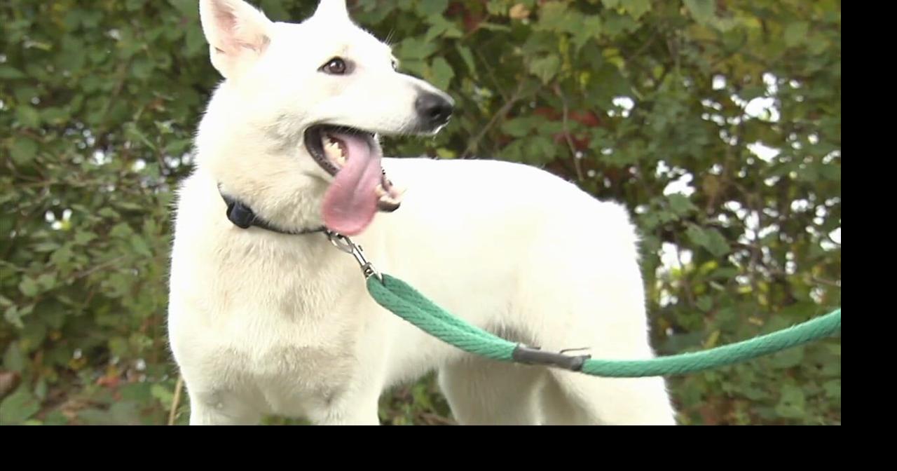 Furry Friends: Jet and Rose | Community | wfmz.com