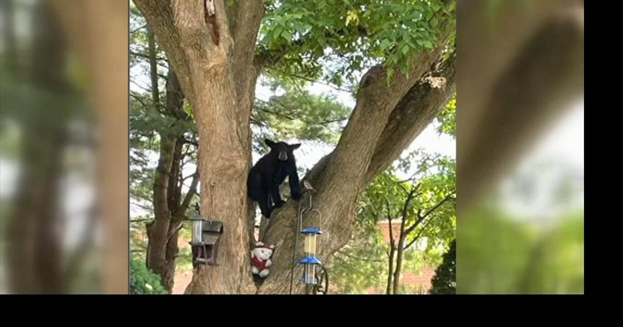 Bear climbs tree in Hackettstown neighborhood | Regional | wfmz.com
