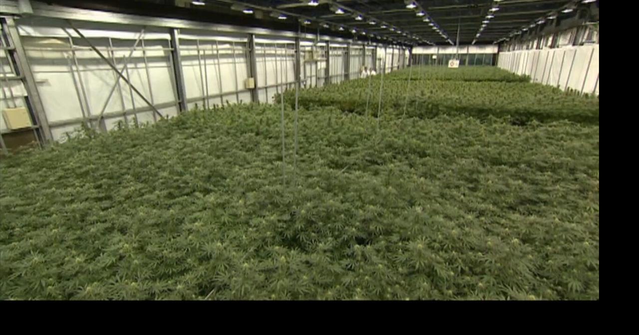 Town hall to discuss the Marijuana Pardon Project | Lehigh Valley ...