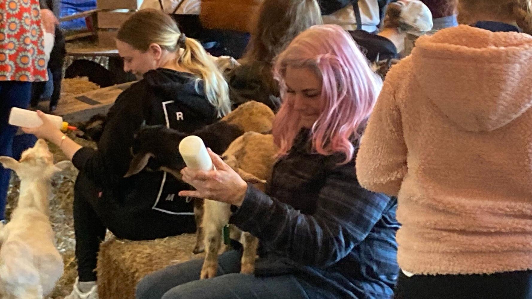 Goat snuggling a big hit at Pa Farm Show | Berks Regional News | wfmz.com