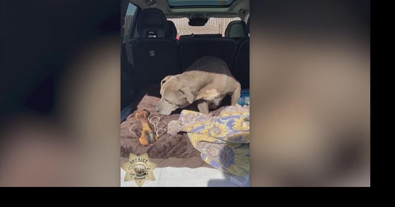 CA woman reunites with her missing dog after 12 years | Good News ...