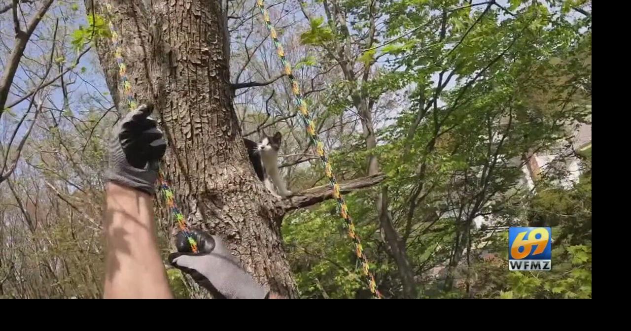 Tree climber launches cat rescue service, and he's not the only one ...