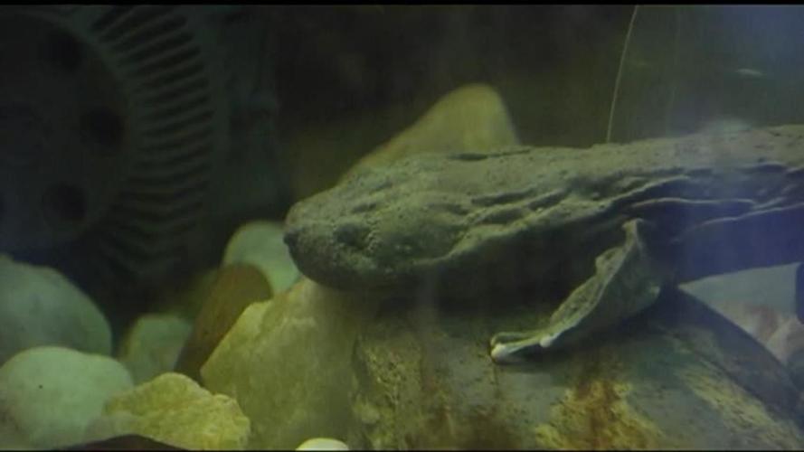The Eastern Hellbender is now Pa's state amphibian. The Lehigh Valley ...
