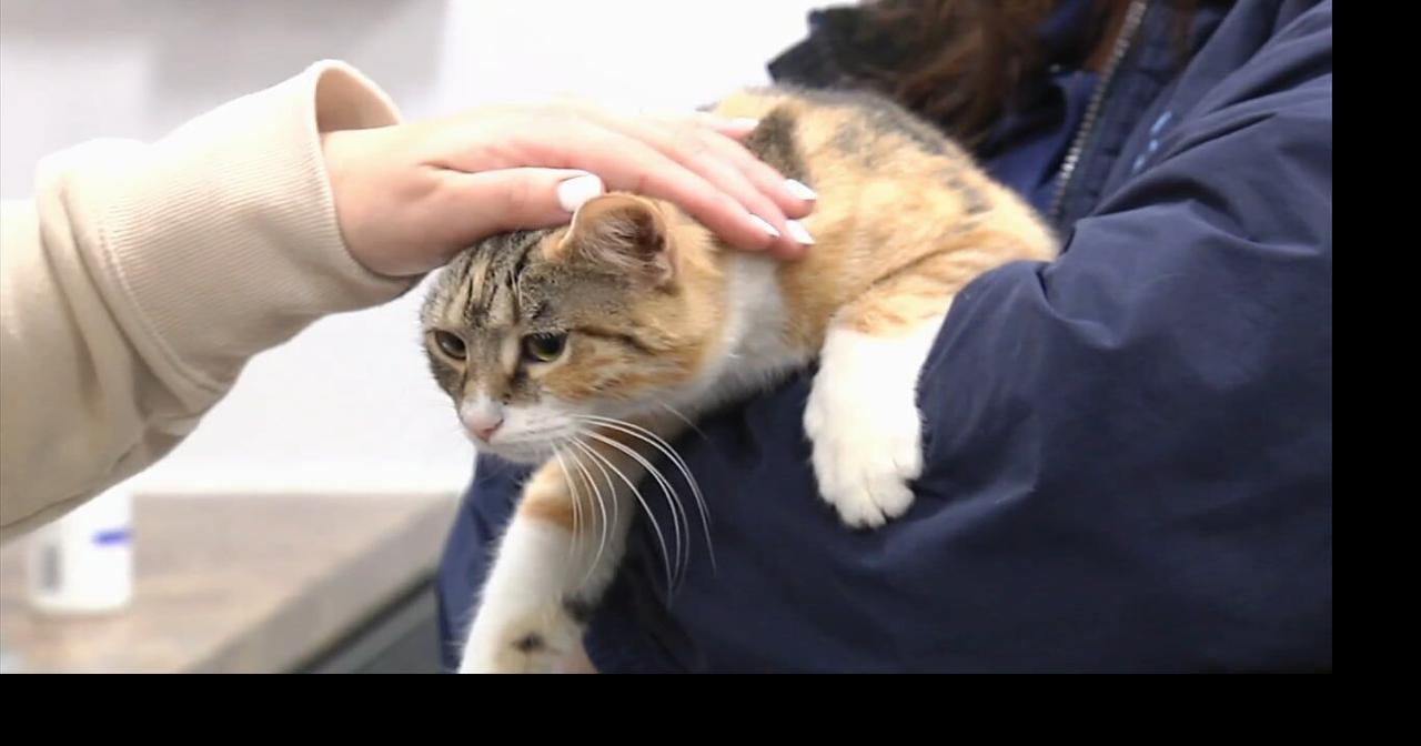 Animal Rescue League holds annual kitten shower in Birdsboro | Berks ...