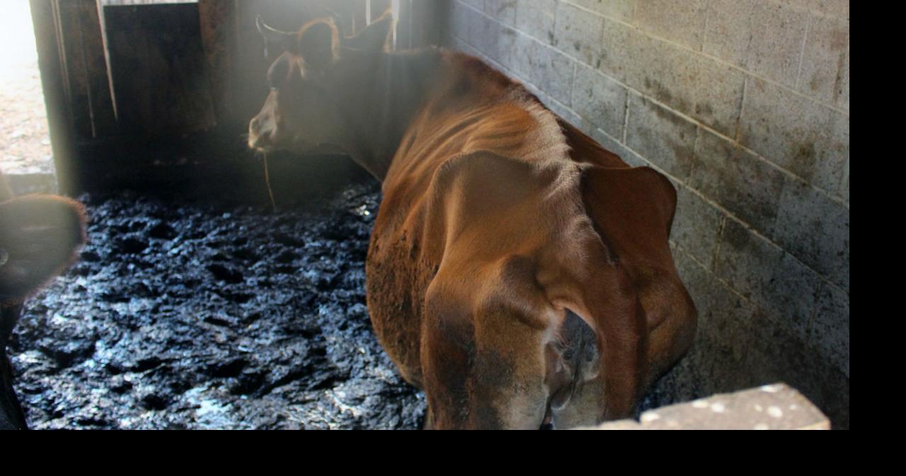 Bucks County SPCA rescues 8 dairy cows from farm | News | wfmz.com