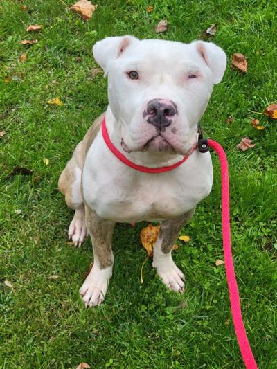 Berks ARL helping animals receive special care thanks to Giving Tuesday ...