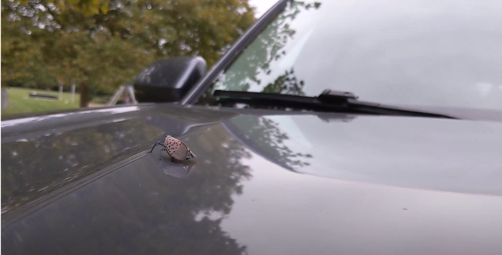 Stop the spotted lanternfly: Here's what you can do right now | Lehigh ...