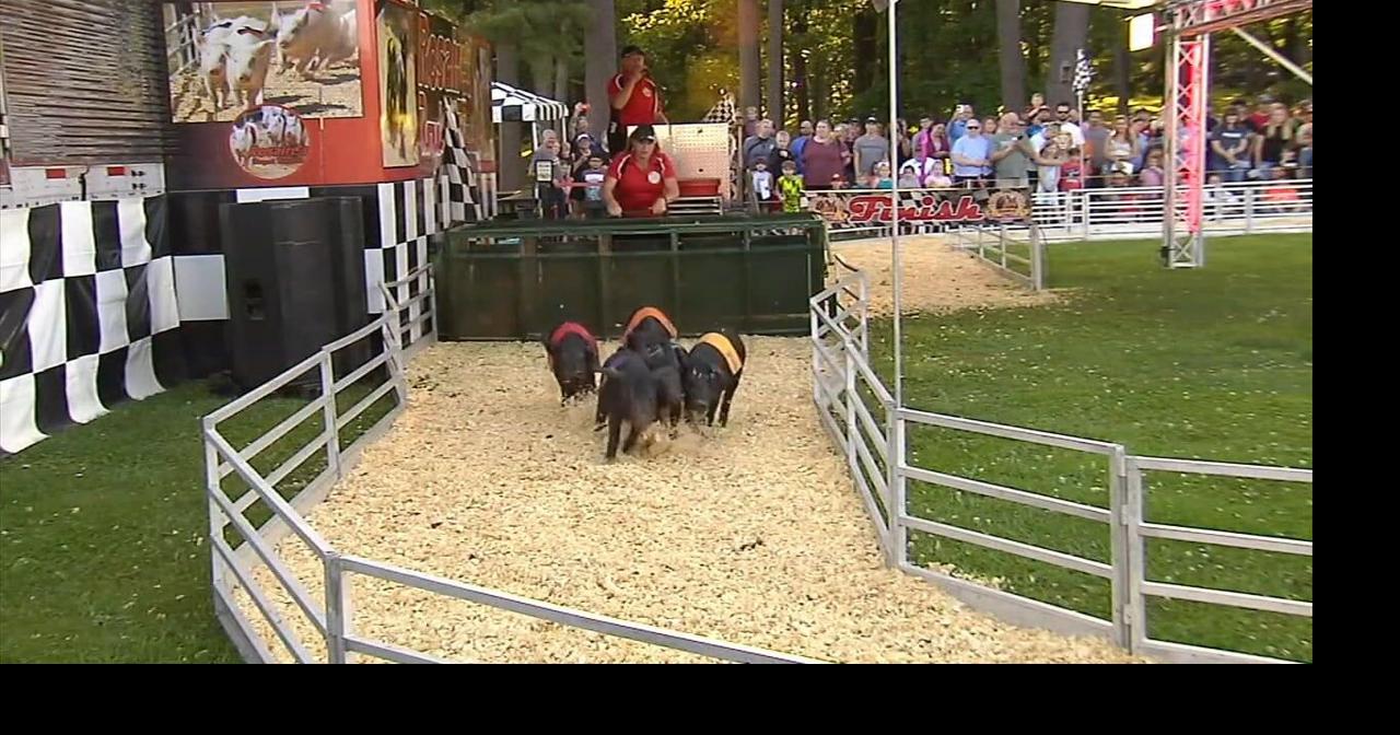 Boyertown Fun Days goes hog wild | Berks Regional News | wfmz.com