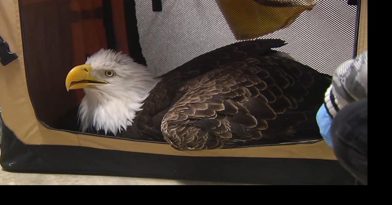 Bald eagle recovering after being rescued from Northampton County park ...