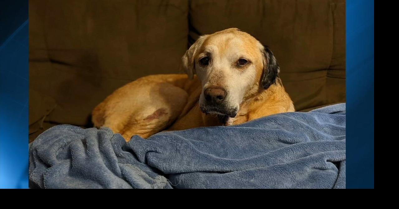 A mission to place senior hospice dogs in loving homes | Pets | wfmz.com