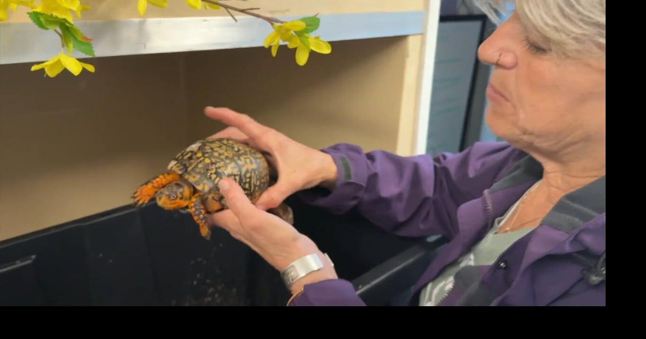 The Wilderz at Pocono Wildlife aids injured turtles, urges public to ...