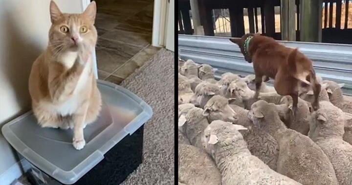 Edgar says 'hi,' Tanner gets the herd going | | wfmz.com