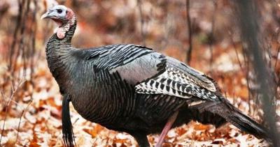 PA fall turkey hunting season begins Saturday | Pennsylvania News ...