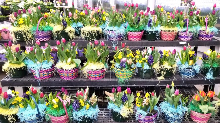 ‘We’re pumped’: 110-year-old plant business sprouts up at former Dan Schantz site in Allentown ...