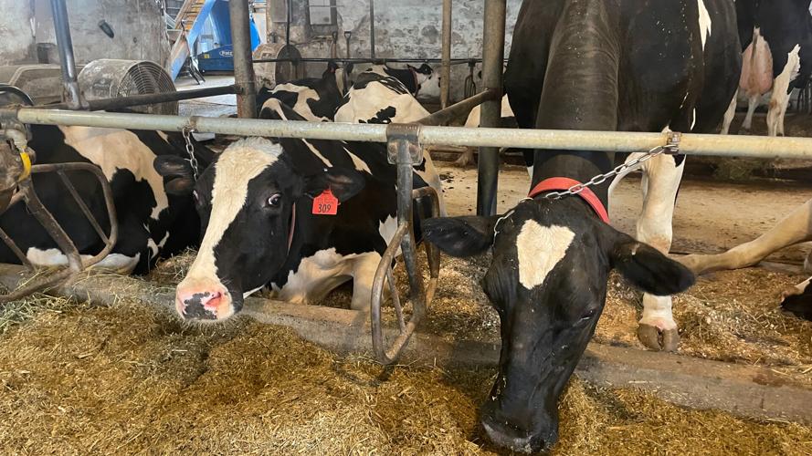 Klein Farms in Forks among the dairy farms highlighted in 'Scooped' ice ...