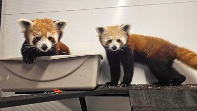 red panda opening hours