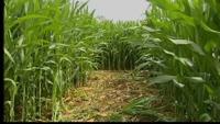 "Mazezilla" maze under construction in Monroe County | Entertainment ...