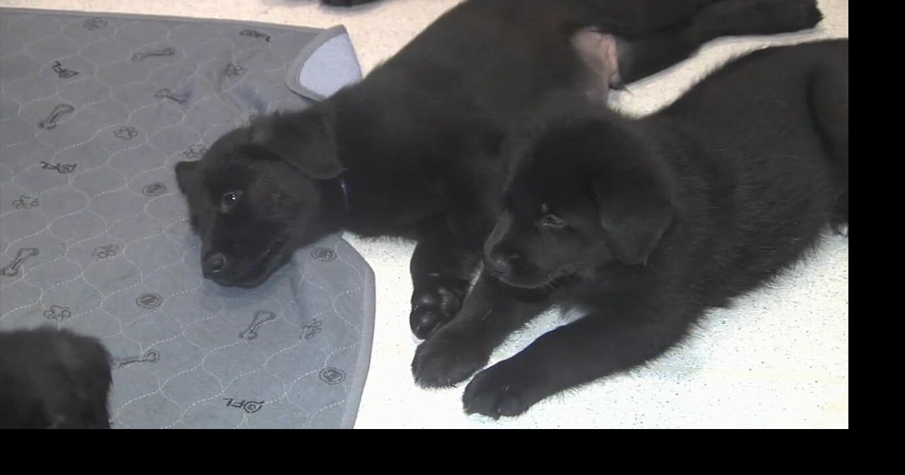 Puppies at Lancaster County's Delaware Valley Golden Retriever Rescue ...