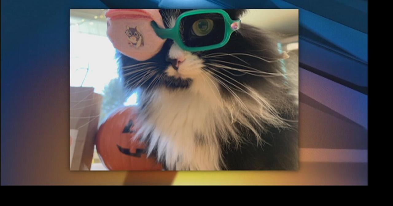 Truffles the cat helps raise awareness about eye condition | Good News ...