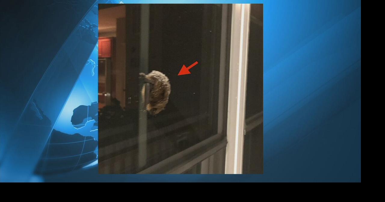 PA Bat Rescue explains why bat sightings have been more frequent ...