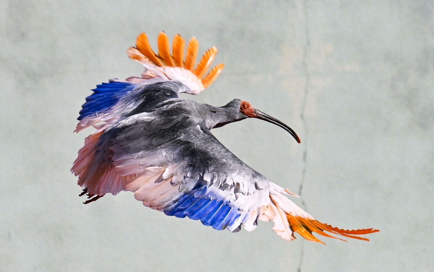 8 crested ibises released in Japan decades after extinction | Ap-world ...