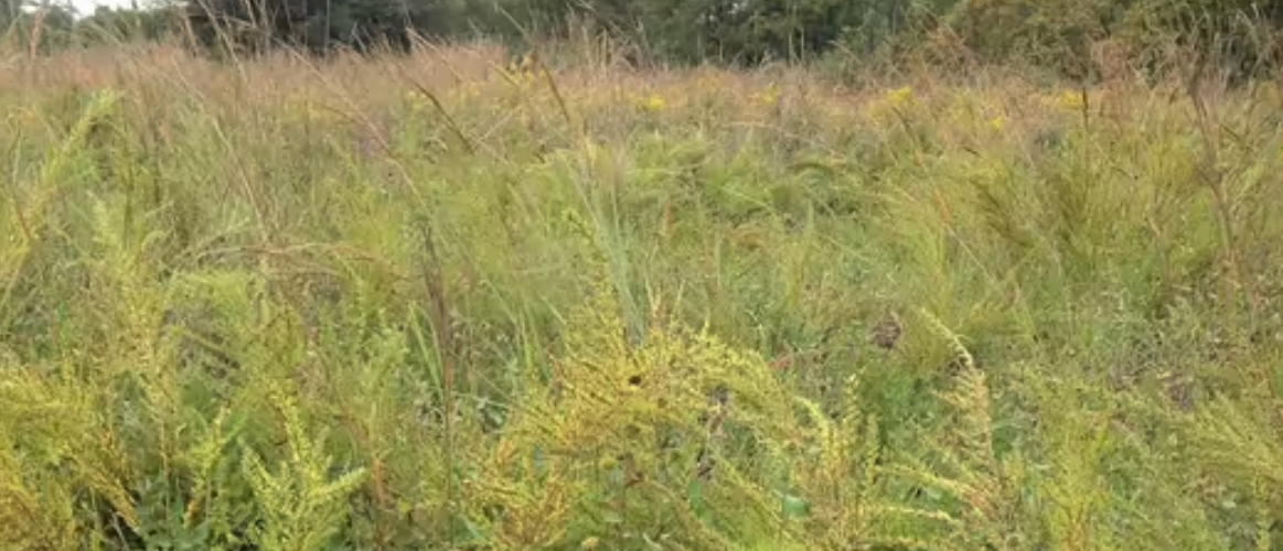 New invasive species regulated | Agriculture | wfmz.com