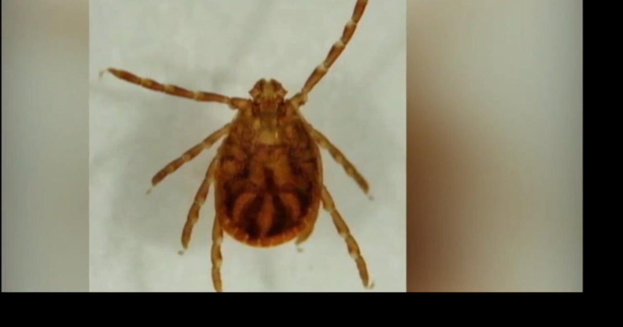 Departments of Agriculture in Pa., NJ continue to track invasive tick ...