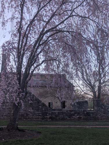 Lehigh County park goers blue over lack of 'bluebells' | Lehigh Valley ...