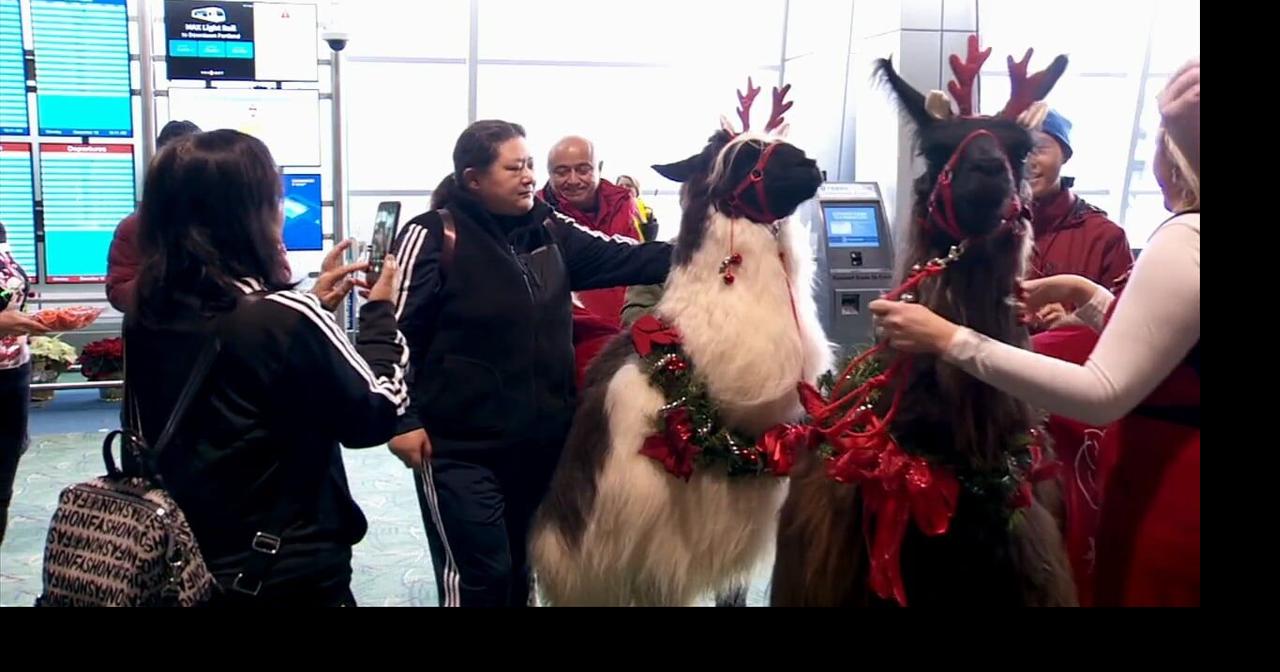 Llamas spread holiday cheer at Portland airport | Good News | wfmz.com