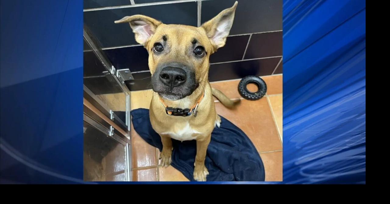 Furry Friends: Barklee and Lasagna | Video | wfmz.com