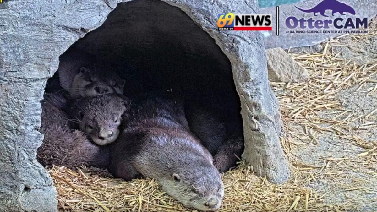 'Otter-ly Adorable': Celebrate National Otter Day with the WFMZ-TV and ...