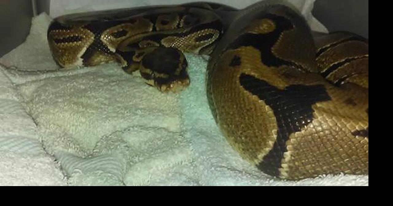 4-foot ball python found, rescued in Amity | Berks Regional News | wfmz.com
