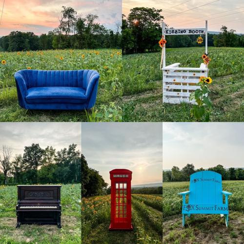 Pick-your-own sunflower farm returning with first-rate views, photo ops ...