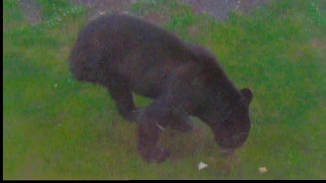 Three-legged bear spotted in the Poconos | Poconos and Coal Region ...