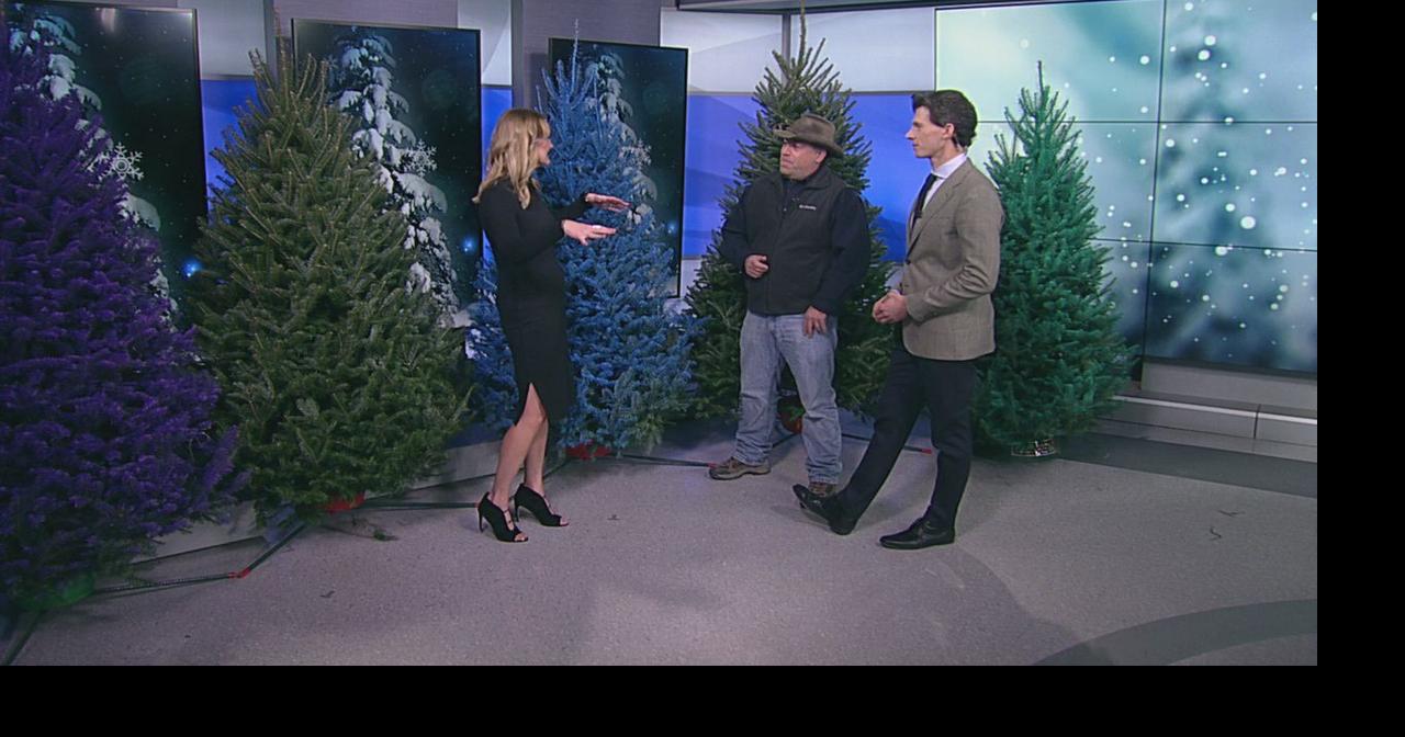 Denny Beck showcases colorful selection of Christmas trees | 69News at ...