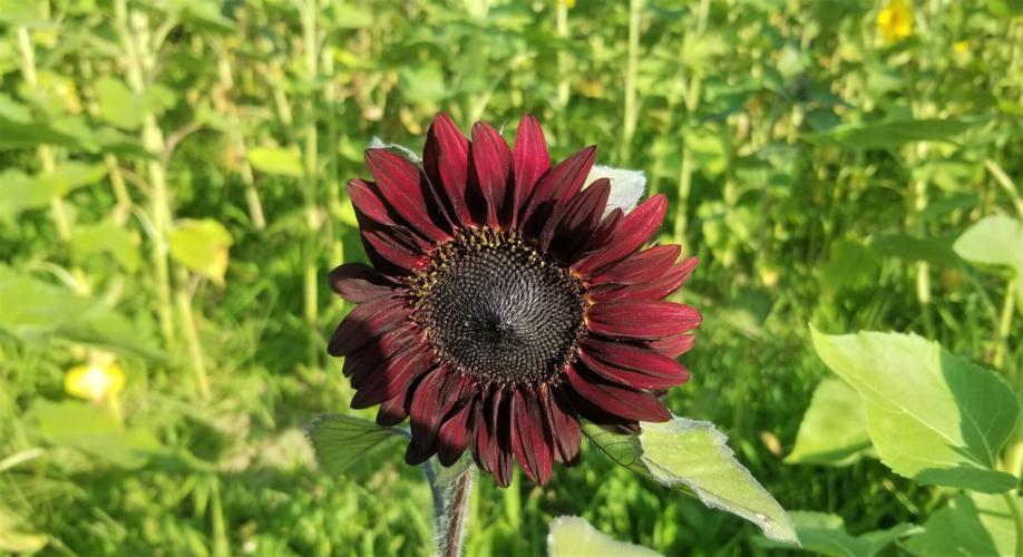 Lehigh Valley's new pick-your-own sunflower farm serves up first-rate ...