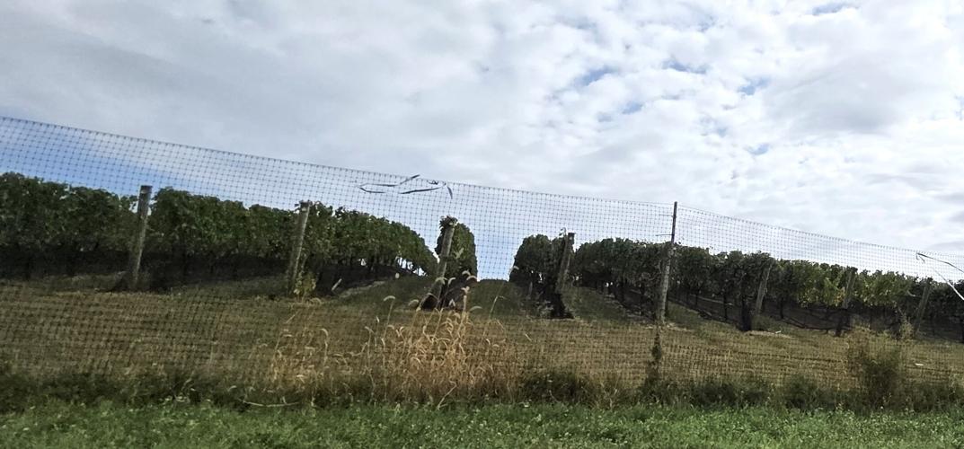 Eat, Sip, Shop: Lehigh Valley winery leveling up with new, expansive ...