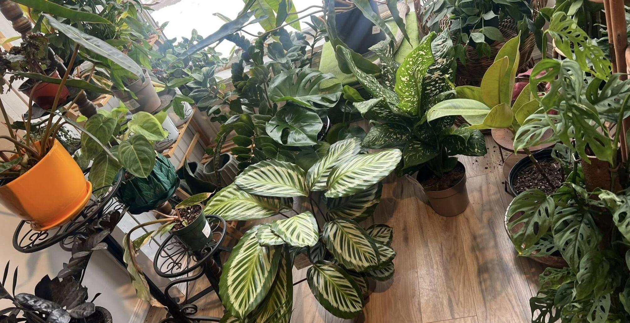 Plant shop shares ‘sad news’ of Lehigh County location’s upcoming ...