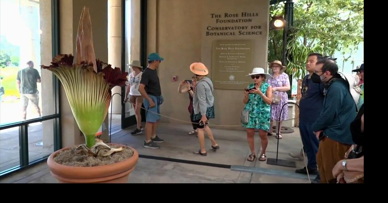 Rare corpse flower with awful smell blooms in California | Good News ...
