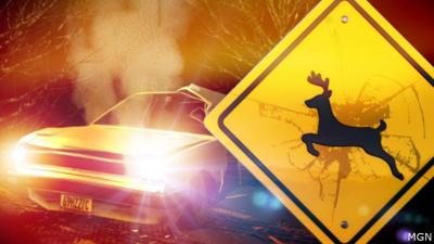Police offer tips for motorists after car hits a deer, deer hits ...