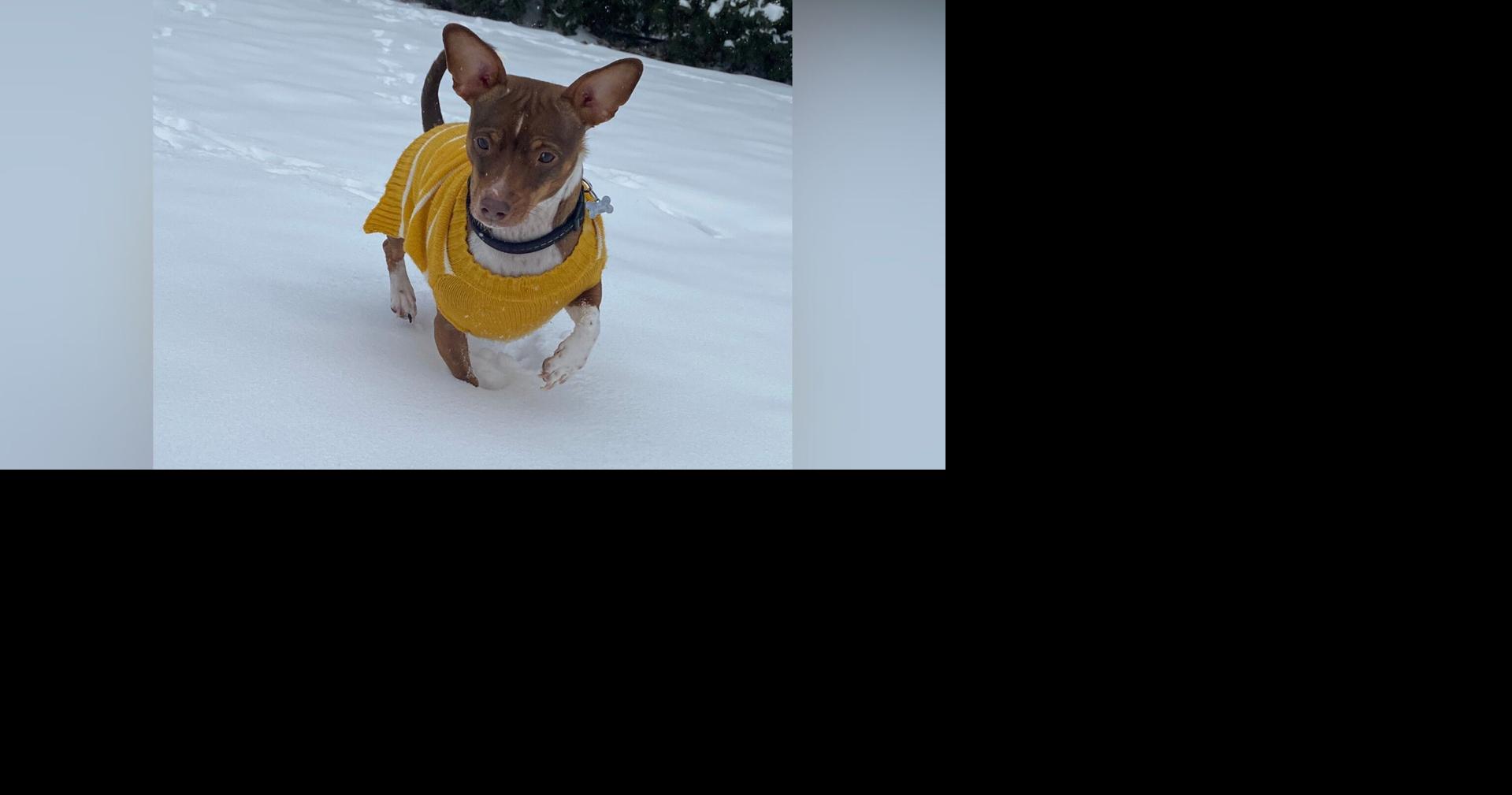 Finn having fun in the snow in Bernville | | wfmz.com