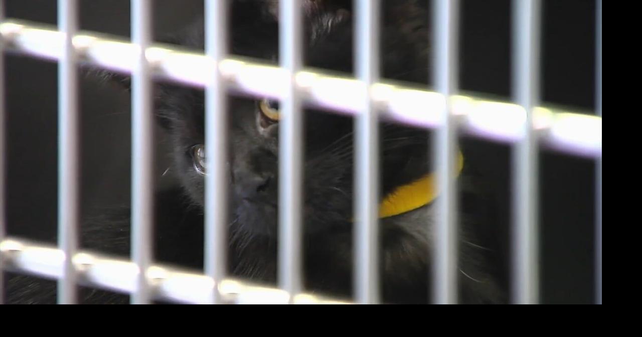ARL makes urgent plea for families to foster cats | Berks Regional News ...