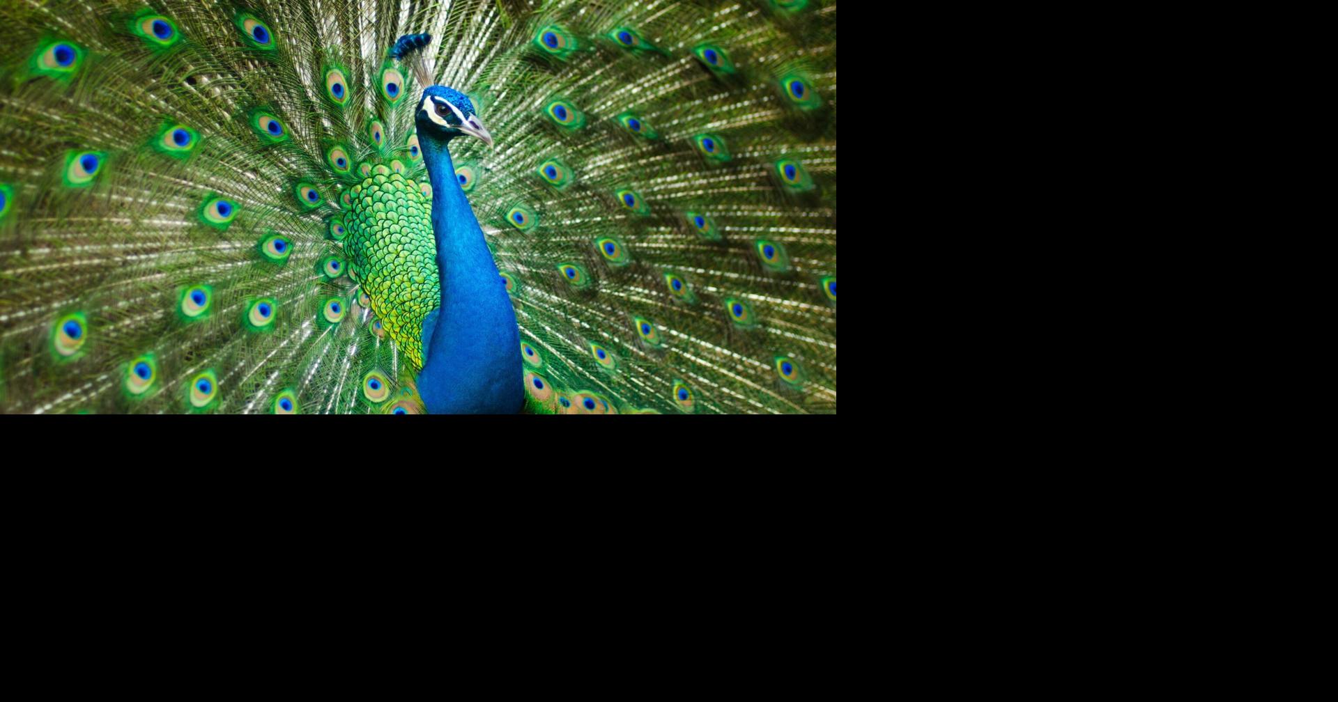 Things to Do: ‘Proud’ peacock play on stage in Reading | Things To Do ...