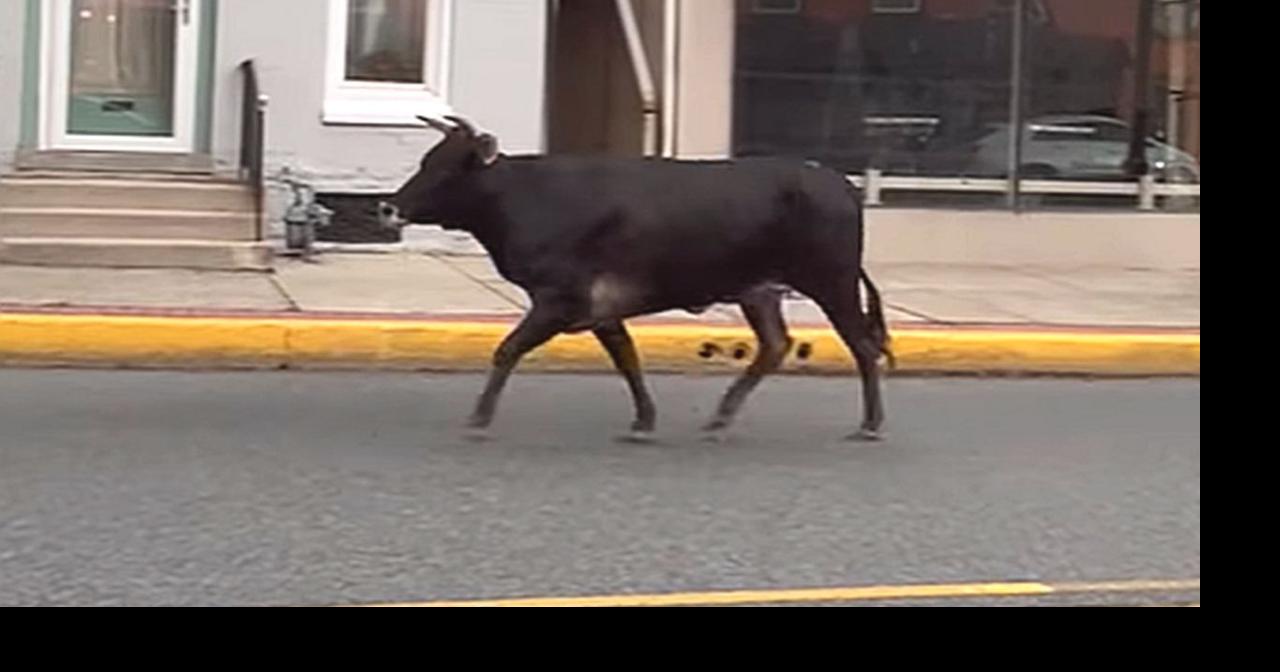 Kutztown University warns of 'aggressive cow' on campus | Berks ...